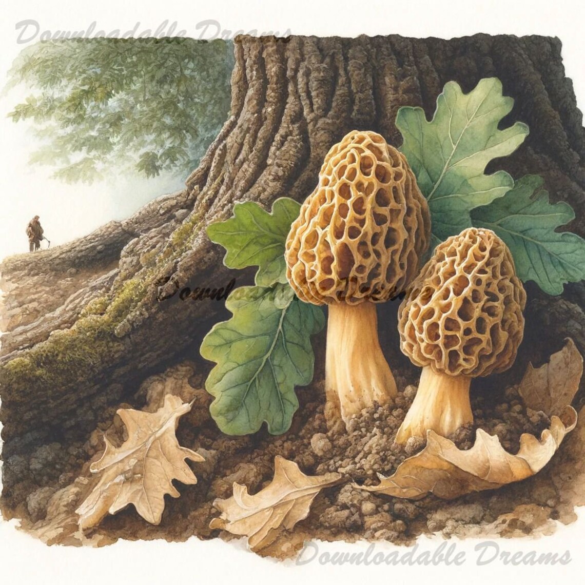20 Morel Mushroom Clipart Bundle - Morels Art Pack High Quality Digital ...