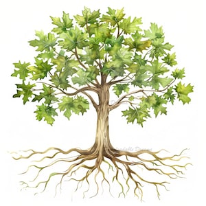 10 Beautiful Trees With Roots Exposed Watercolor Scenes Clipart Bundle ...