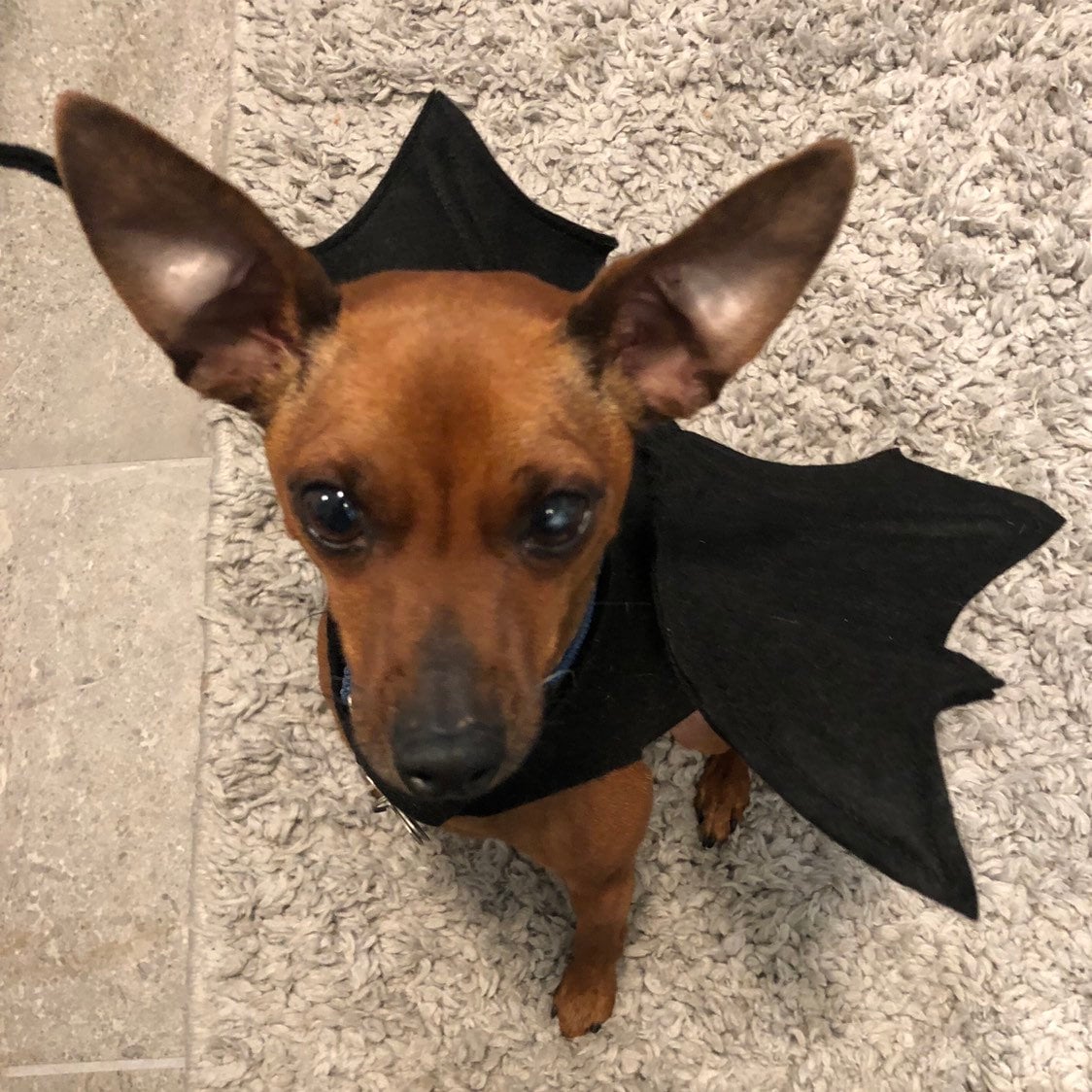 Bat Wings For Dogs