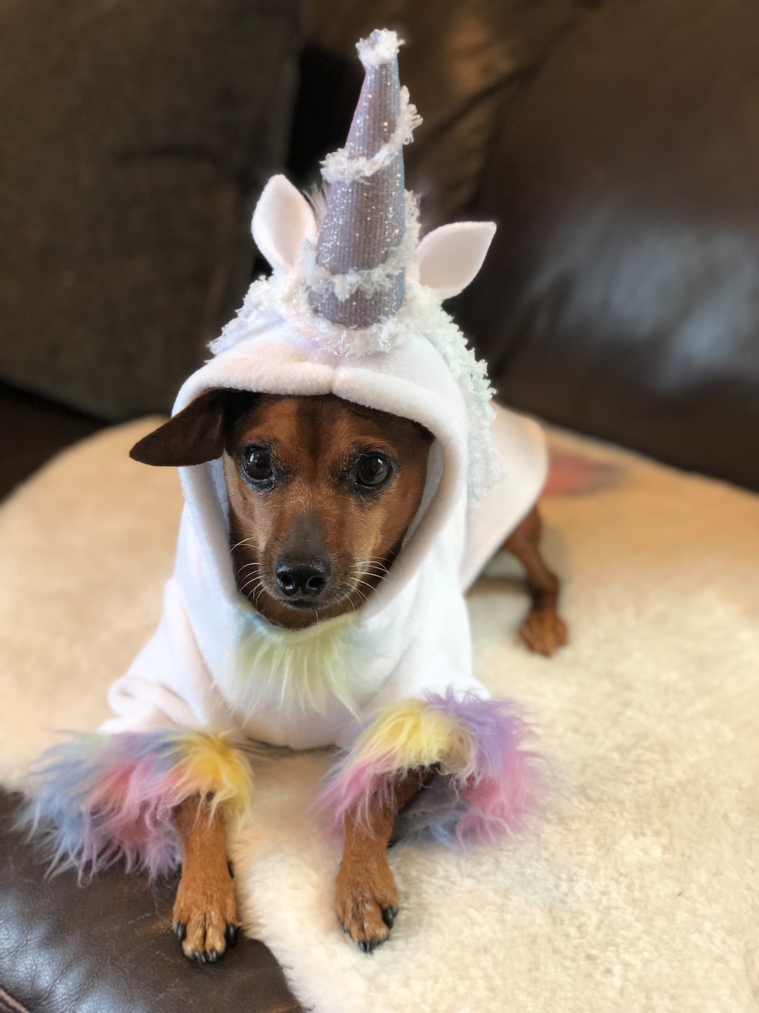 Unicorn Costume-dog Poncho - Small Breed Dog Coat - Poncho - Etsy