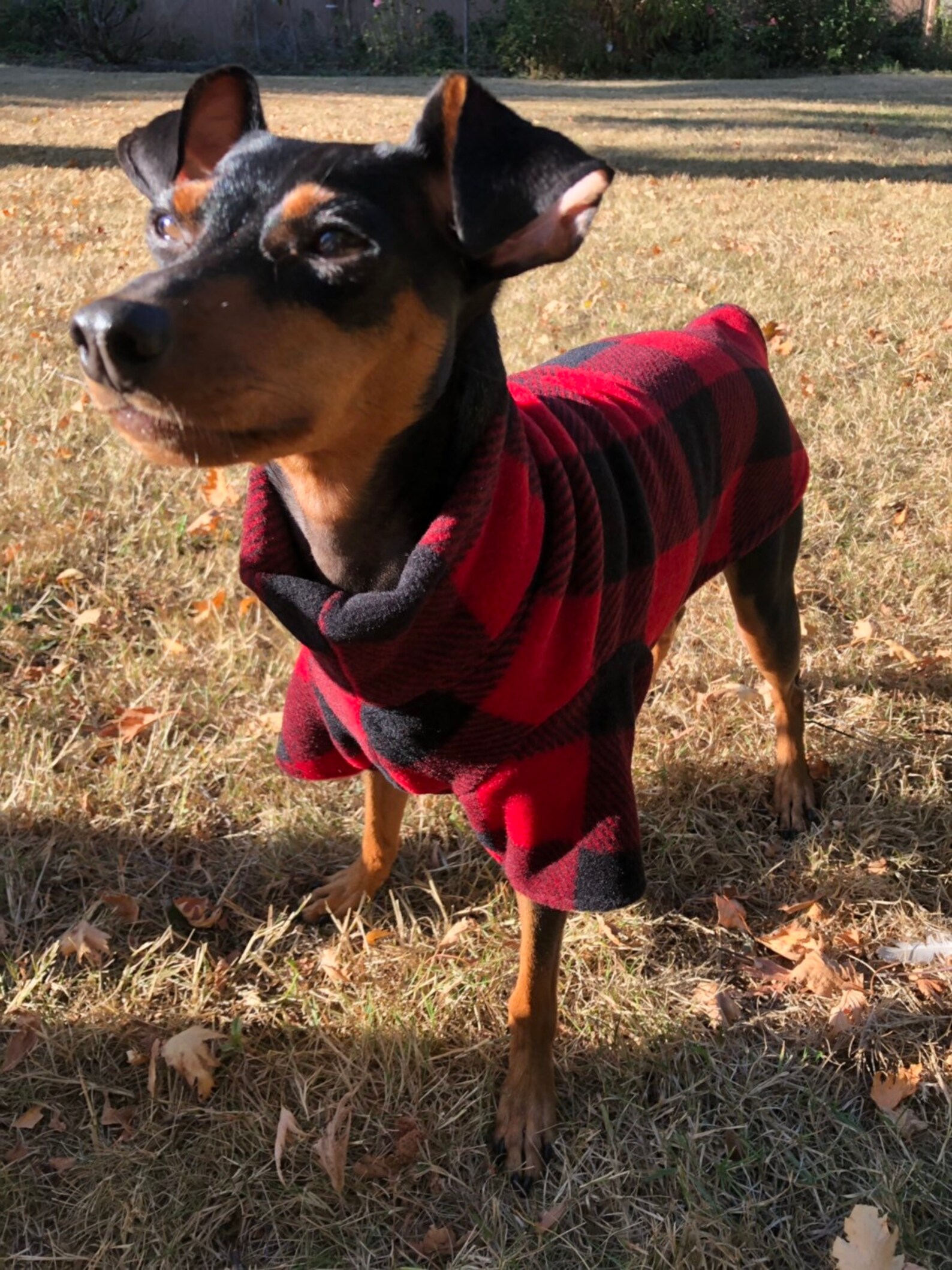 Lumberjack Small Breed Dog Coat Poncho | Etsy