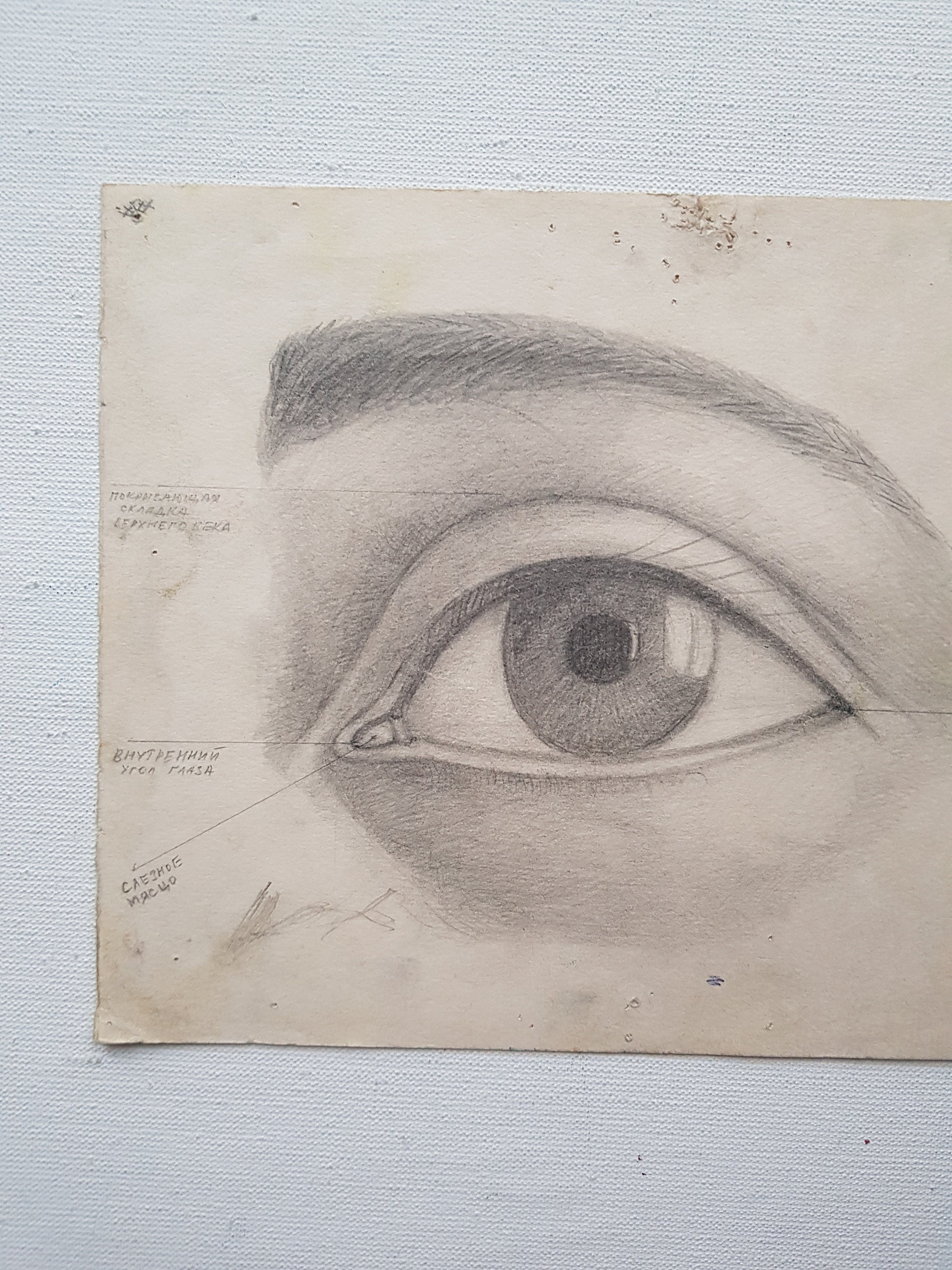 Original eye drawingacademical anatomy drawingVintage pencil | Etsy