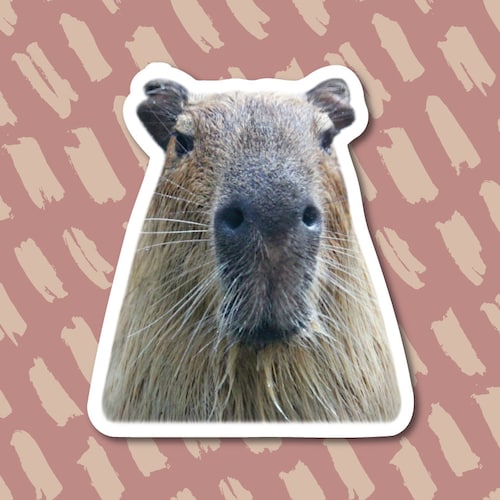 Capybara Sticker - Etsy