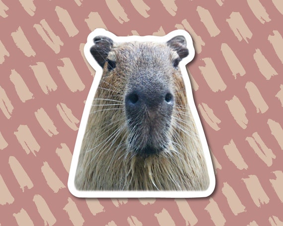 Capybara Head Sticker Laptop Sticker Vinyl Sticker | Etsy