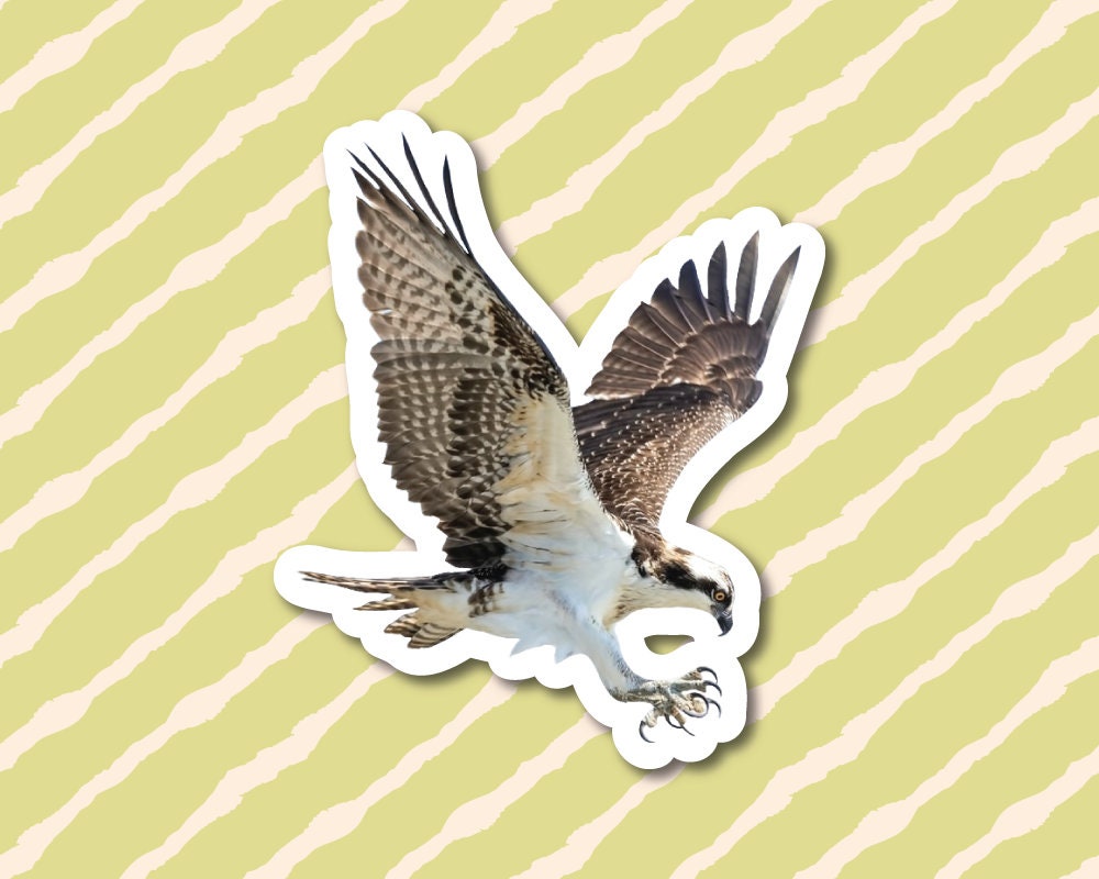 Osprey Bird Hunting Sticker Laptop Sticker Vinyl Sticker - Etsy