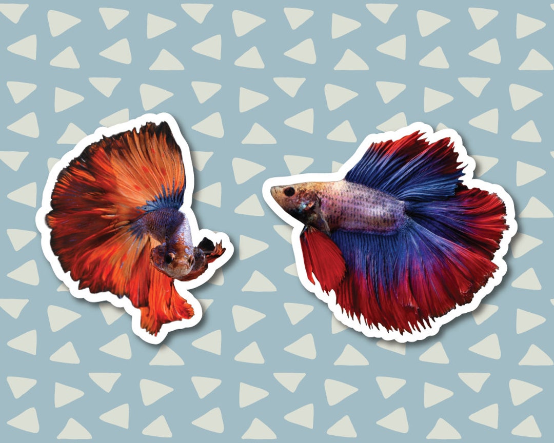 Betta Fish Sticker Laptop Sticker Vinyl Sticker Waterproof Water Bottle ...