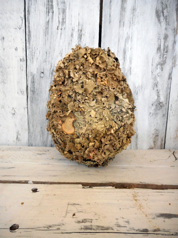 7 / Lichen Moss/ Egg/ Nature Craft/ Table Decoration/ - Etsy
