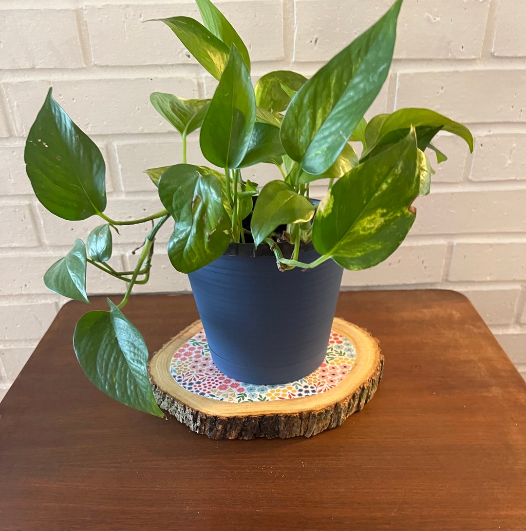 9 Inch Wood Slice Plant Coaster - Etsy