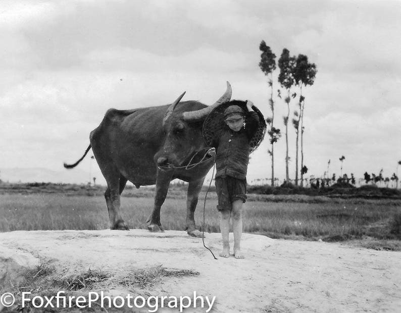 Boy With Ox Kunming China Circa 1945 During World War II - Etsy
