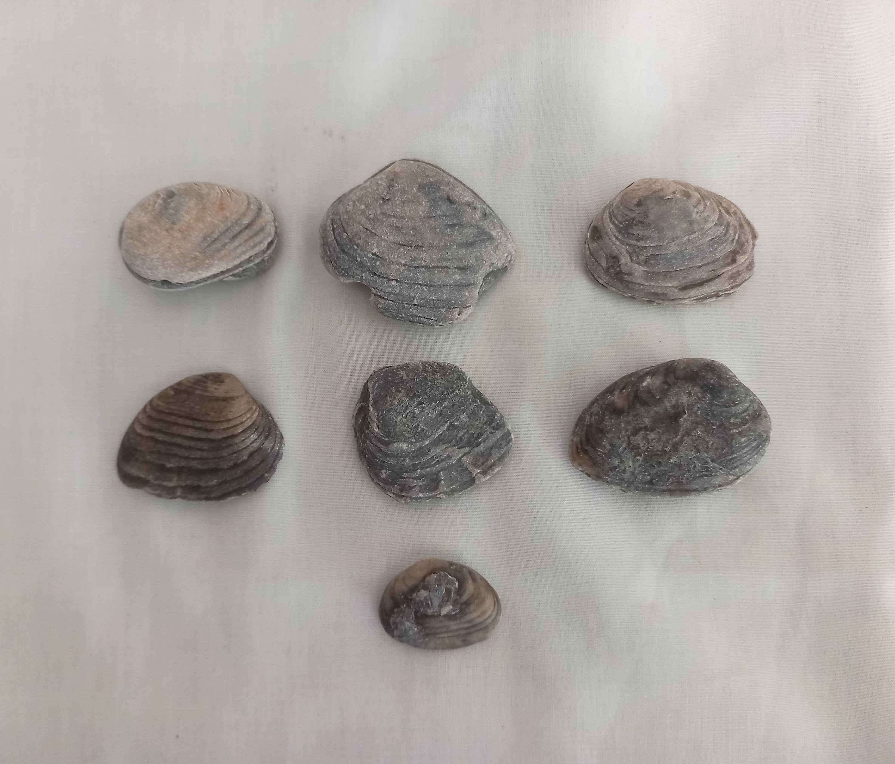 Bivalves Fossils