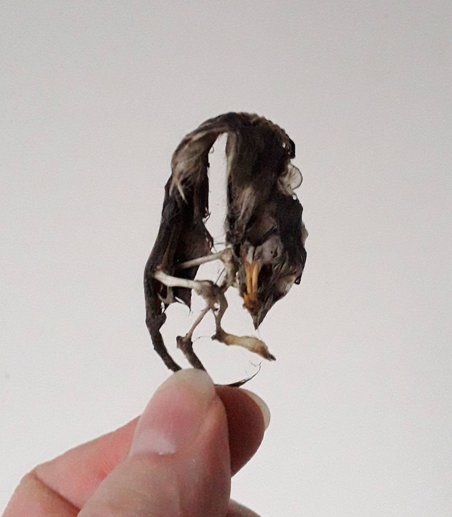 Complete Mouse Skeleton Partially Mummified in Hanging Pose Taxidermy ...