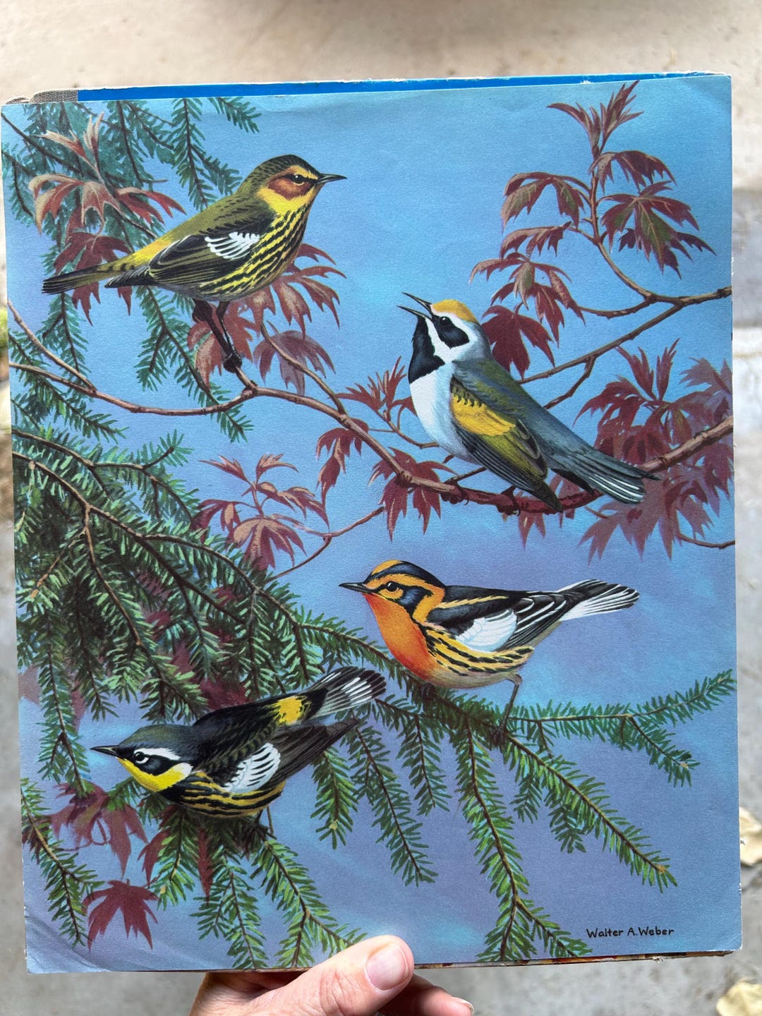 Original Vintage Warblers Book Plate/litho ~ Traveling With the Birds ...