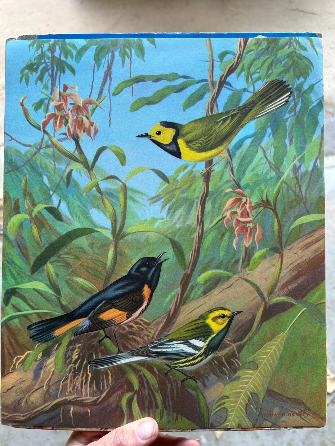 Original Vintage Warblers and Redstart Book Plate/litho ~ Traveling ...