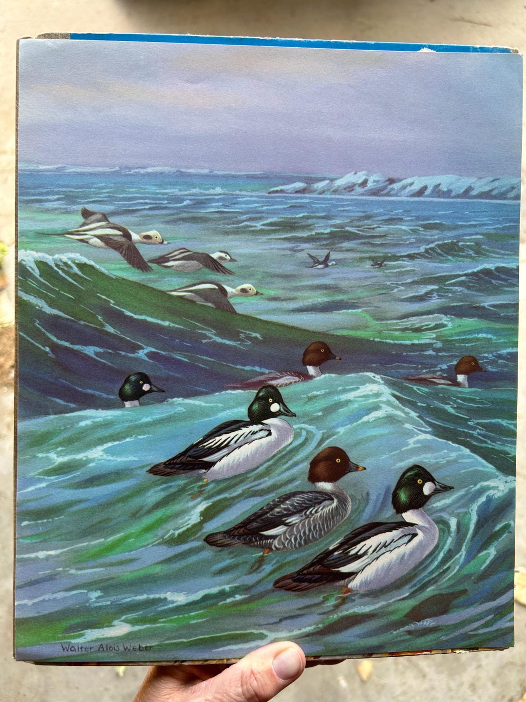 Original Vintage Goldeneye Ducks Book Plate/litho ~ Traveling With the ...