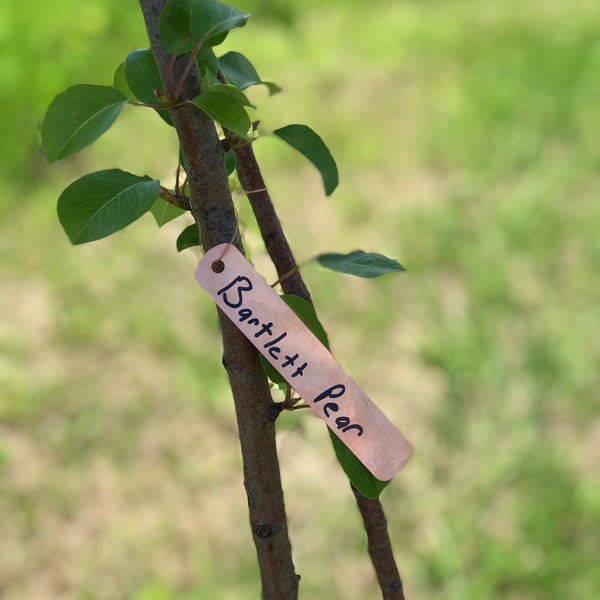 Plant Markers - Etsy