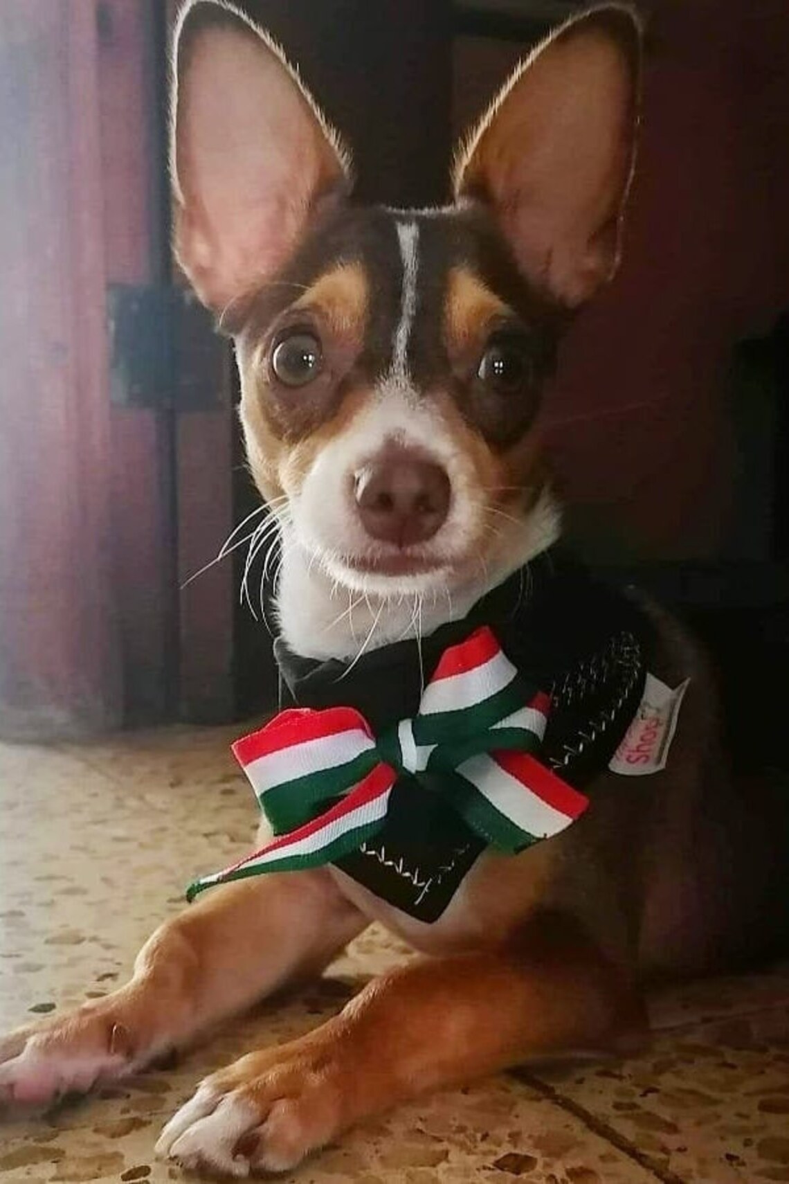 Mexican Dog Bandana, Mariachi Over the Collar Bandana, Mariachi Dog ...