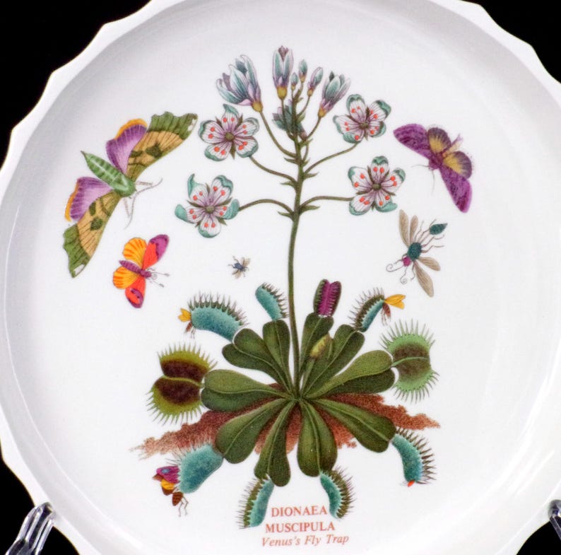 Portmeirion Venus Fly Trap 9 Inch Quiche Dish - Etsy