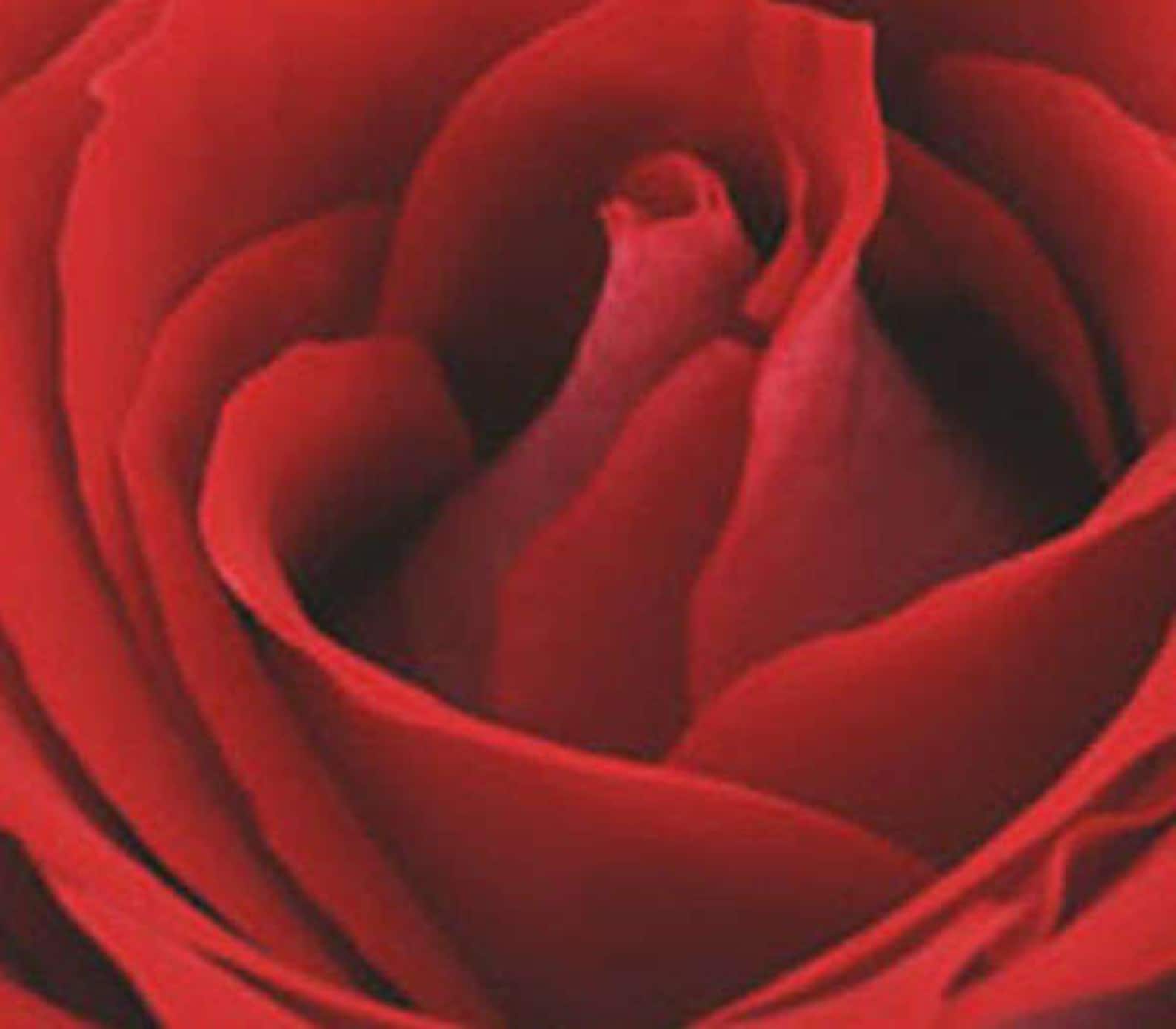 8 Oz Tea Rose Garden Fragrance Reed Diffuser Oil Refill Made | Etsy