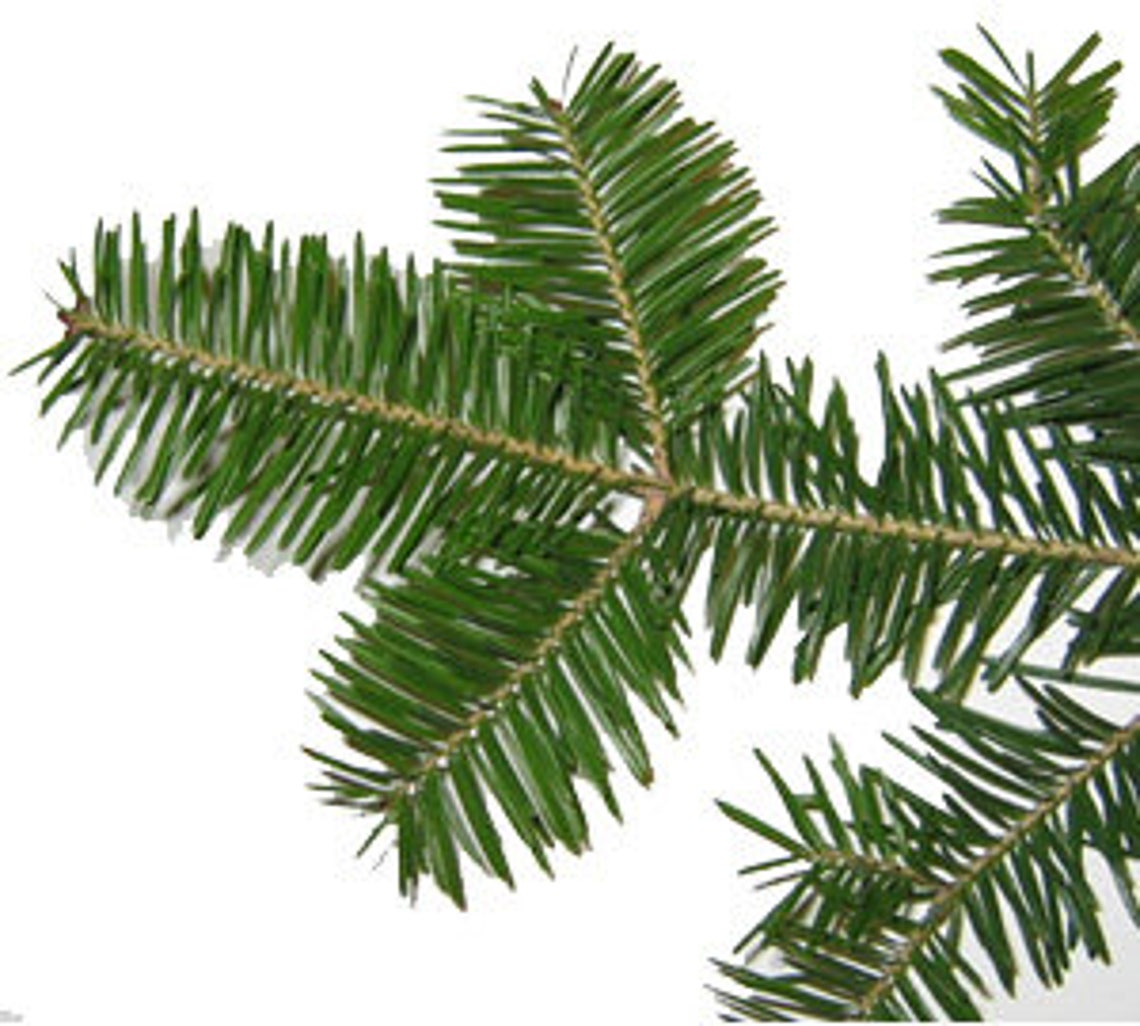 8 Oz Balsam Fir Fragrance Reed Diffuser Oil Refill - Made in the USA - Etsy