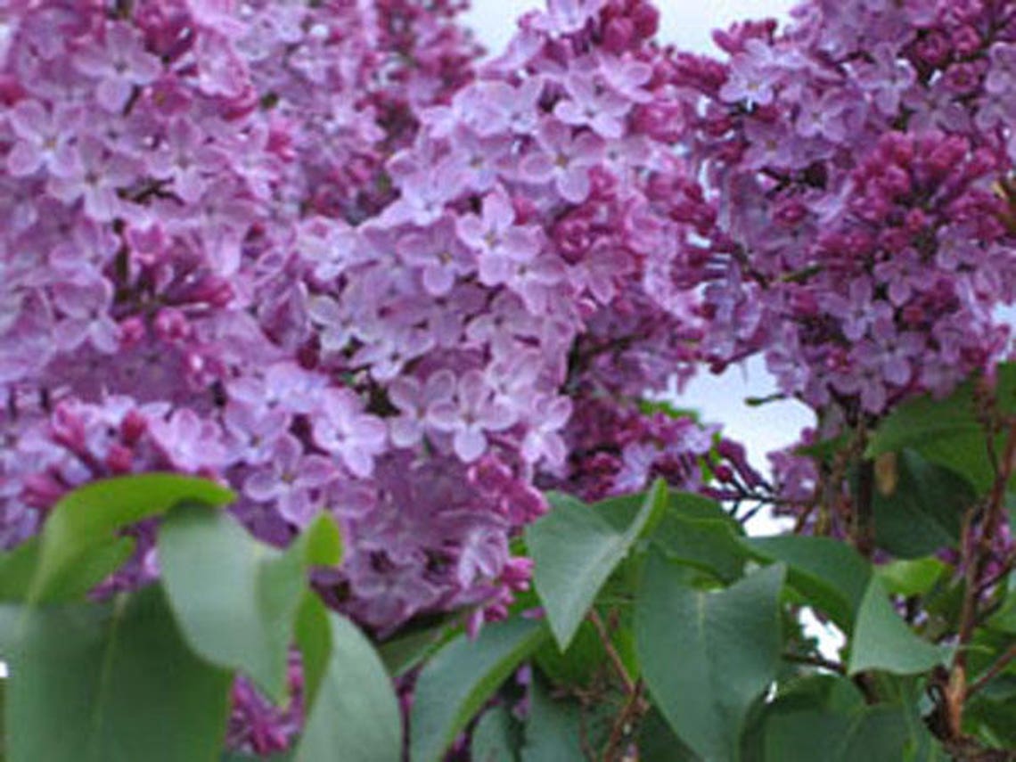 8 Oz Lilac Blossom Fragrance Reed Diffuser Oil Refill With - Etsy