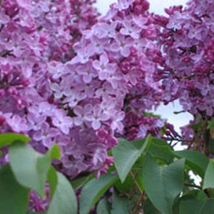 8 Oz Lilac Blossom Fragrance Reed Diffuser Oil Refill With Reeds- Made ...