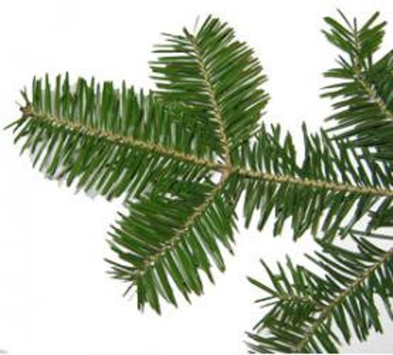 16 Oz Balsam Fir Fragrance Reed Diffuser Oil Refill Made in | Etsy