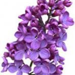 16 Oz Lilac Blossom Fragrance Reed Diffuser Oil Refill - Made in the ...