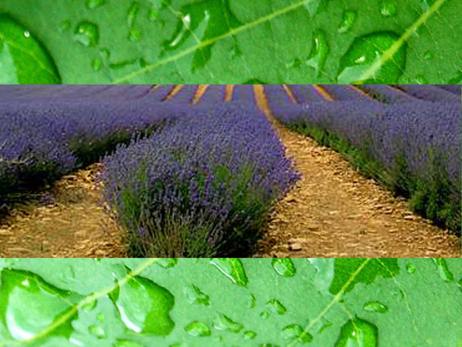 8 Oz Lavender Rain Fragrance Reed Diffuser Oil Refill Made - Etsy