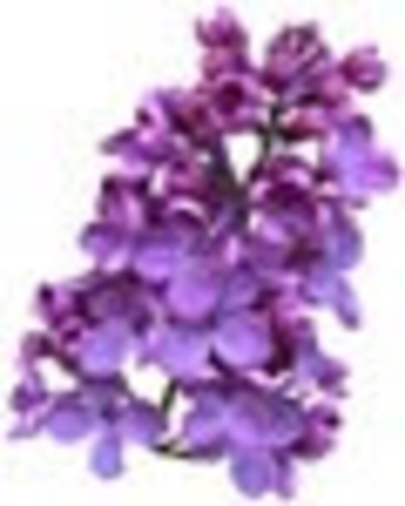 32 Oz Lilac Blossom Fragrance Reed Diffuser Oil Refill Made - Etsy