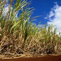 8 Oz Lemongrass Fragrance Reed Diffuser Oil Refill With Reeds - Made in ...