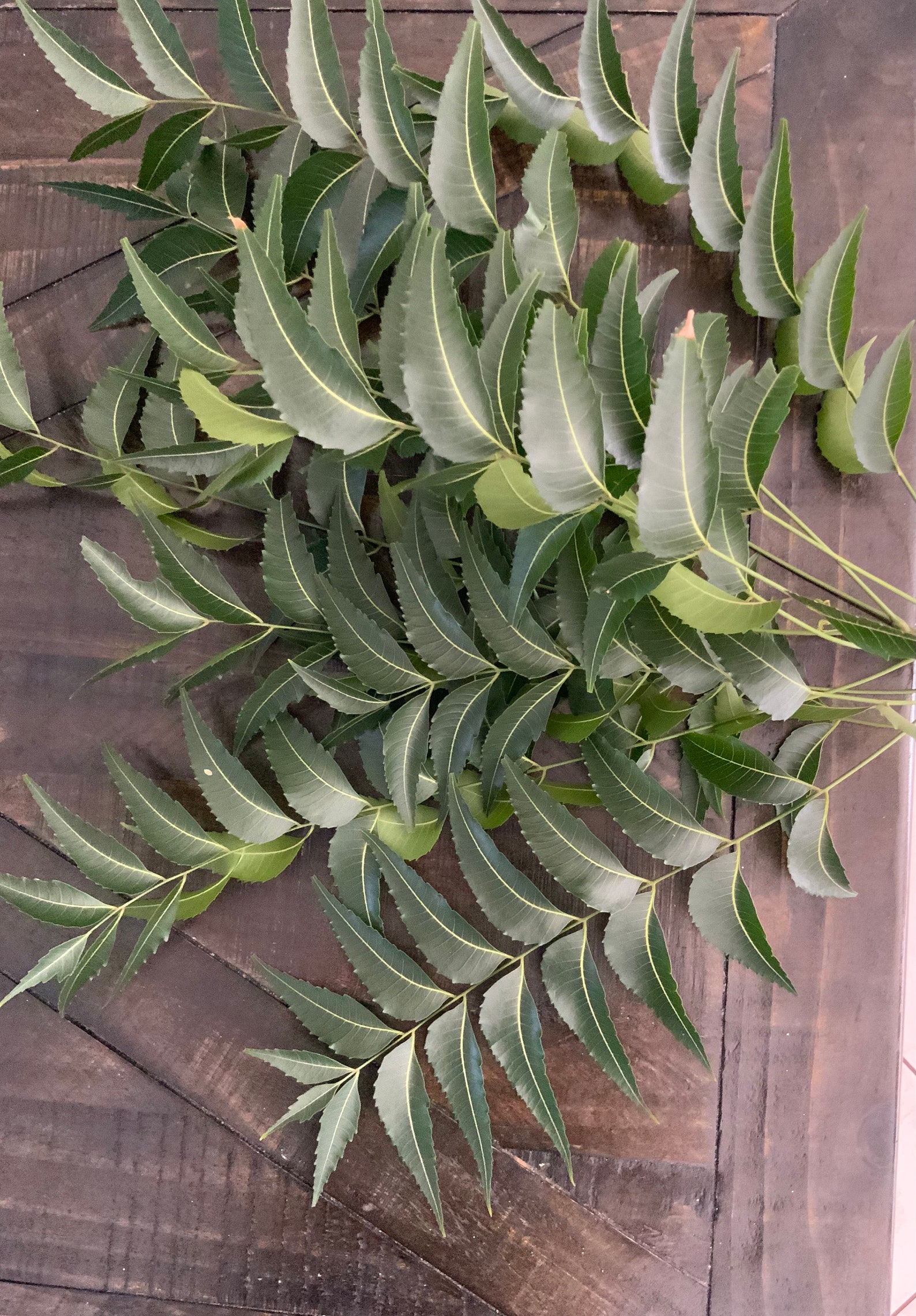 30 Fresh Neem Leaves, Hand Picked - Etsy