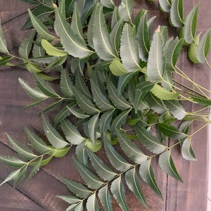 30 Fresh Neem Leaves, Hand Picked - Etsy