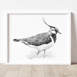 Lapwing Art PRINT, Lapwing Pencil Drawing, Wading Bird Sketch, Nature ...