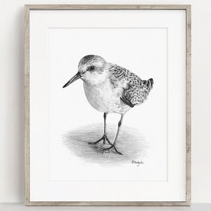 Sanderling Bird Art PRINT, Sandpiper Pencil Drawing Wall Art Coastal ...