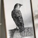 Jackdaw Art PRINT, Corvid Bird Pencil Drawing Wall Art, Wildlife Print ...