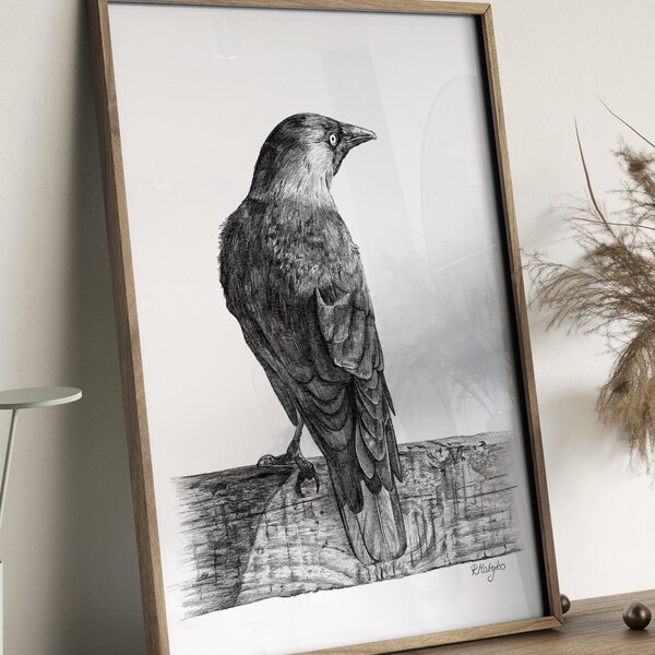 Jackdaw - Etsy