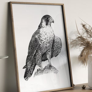 PRINTABLE Peregrine Falcon Art Print, Bird of Prey Wall Art, Printable ...