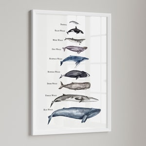 whale chart size