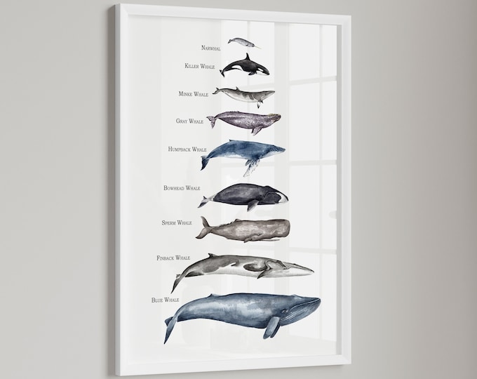 Whales Size Chart Art PRINT - Watercolor Whales, Whale Chart, Bathroom ...