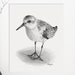 Sanderling Bird Art PRINT, Sandpiper Pencil Drawing Wall Art Coastal ...