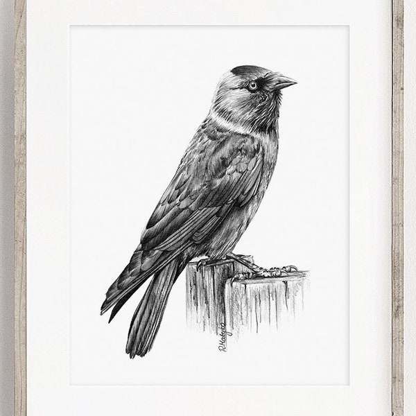Jackdaw - Etsy
