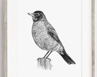 robin bird line drawing