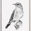 PRINTABLE Wren Art Print, Wren Pencil Drawing Wall Art, Garden Bird ...