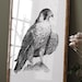 Peregrine Falcon Art PRINT Bird of Prey Wall Art Falconry - Etsy UK