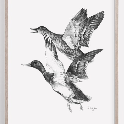 Wood Duck Drawing Outline