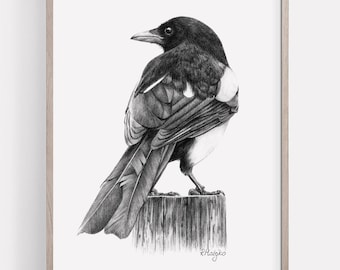 Magpie Pencil Drawing, Printable Magpie Drawing, Corvid Print, Common ...