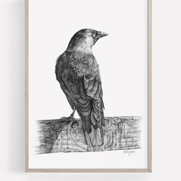 Jackdaw - Etsy