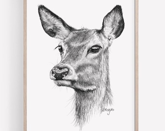 Doe Deer Face Drawing