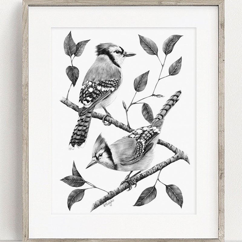 Blue Jay Art - Etsy