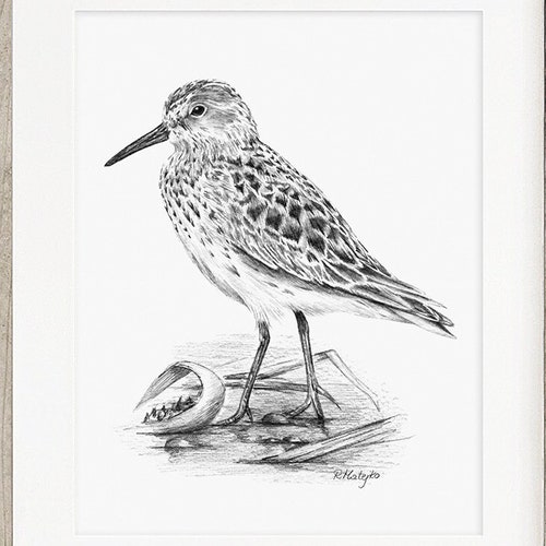 Sandpiper Charcoal Drawing Printable Sandpiper Pencil Art - Etsy